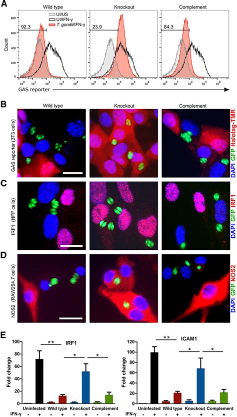 Toxoplasma Effector Recruits The Mi 2 Nurd Complex To Repress Stat1