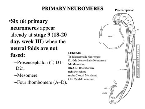 Ppt Development Of Nervous System Powerpoint Presentation Free