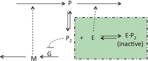 Diagrams For The Two Test Models The Steady State Model Does Not