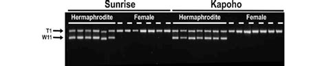 Multiplex Pcr Showing Segregation Of Scar W11 With Flower Sex Pcr Was