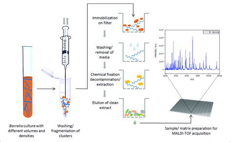 Schematic Workflow For Sample Preparation And Maldi Tof Ms
