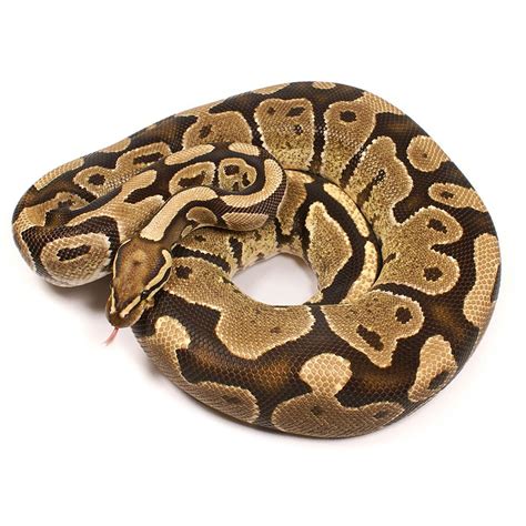 fire female ball python 2014 adult female serpentia