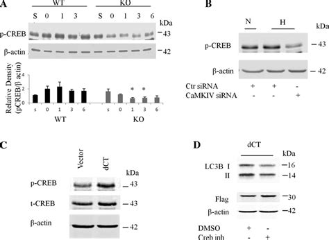 Camkiv Camp Response Element Binding Protein Creb Signaling Pathway