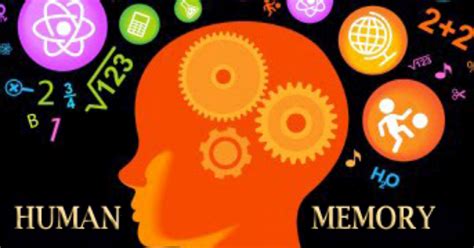Working Versus Short Term Memory