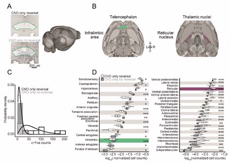 Whole Brain Analysis Of C Fos A Example Of Clearmap Cell Counting In
