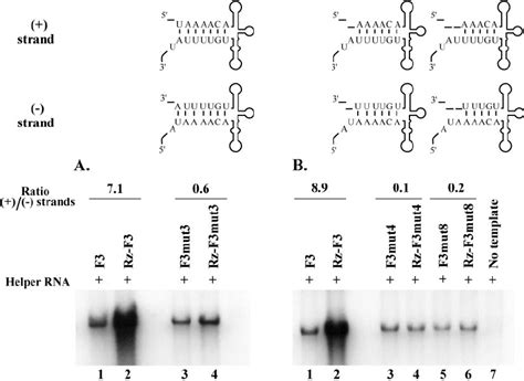 Effect Of Sequential Deletion Of 5 Ј Terminal Nucleotides On