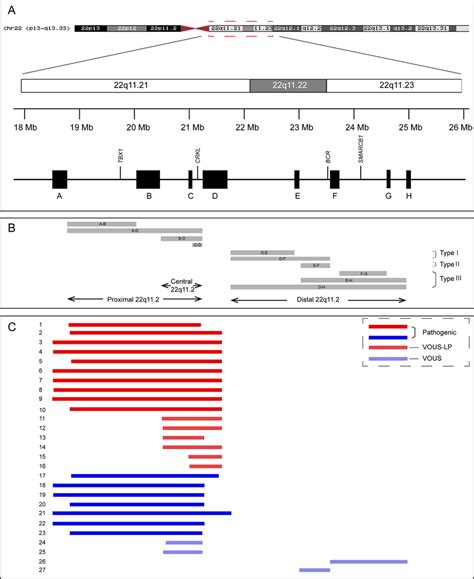 Schematic Representation Of Chromosome 22q11 2 Region A The