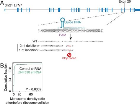 Genome Wide Survey Of Ribosome Collision Biorxiv