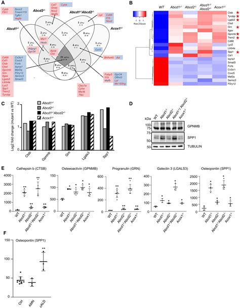 Frontiers Peroxisomal Defects In Microglial Cells Induce A Disease