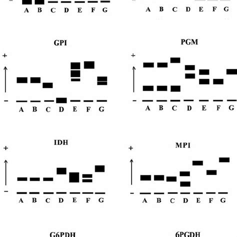 Diagrammatic Representation Of Isoenzyme Patterns Displayed By