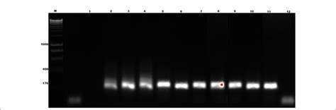 Figure E Sensitivity Test Of The Nested Polymerase Chain Reaction