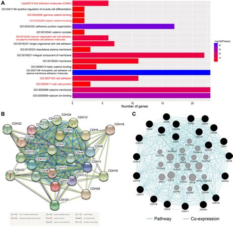 Functional Enrichment And Gene Gene Interaction Network Analysis Of Cdh
