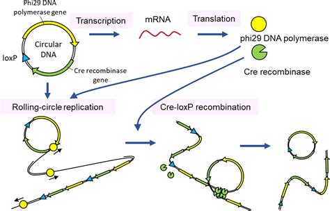 Continuous Cell Free Replication And Evolution Of Artificial Genomic