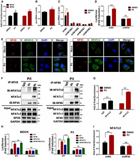 Nf45 Nf90‐mediated Rdna Transcription Provides A Novel Target For