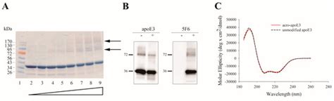 Ijms Free Full Text Cellular Uptake And Clearance Of Oxidatively