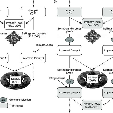 A The Oil Palm One Cycle Modified Reciprocal Recurrent Selection