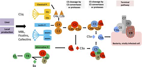 Frontiers Keeping It All Going—complement Meets Metabolism Immunology