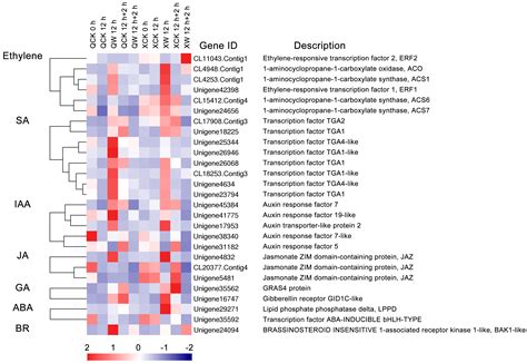 Ijms Free Full Text Comparative Transcriptome Analysis Of