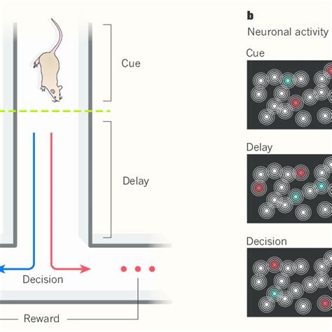 Neuronal Ensembles For Decision Making Memory Guided Choices Rely On
