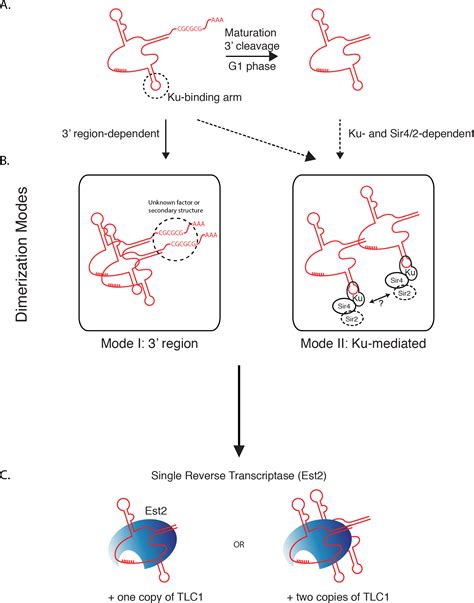 The Yeast Telomerase Rna Tlc1 Participates In Two Distinct Modes Of