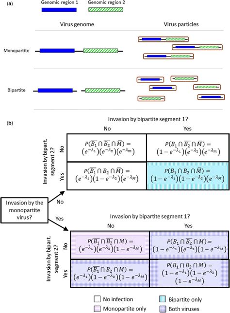 A Schematic Overview Of The Monopartite And Bipartite Viruses We Are