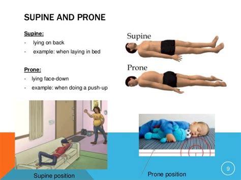 1 Anatomical Positions