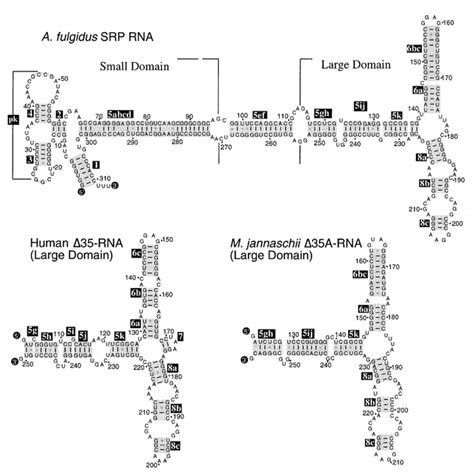 Secondary Structures Of A Fulgidus Srp Rna And Δ35 Rnas Of H Sapiens