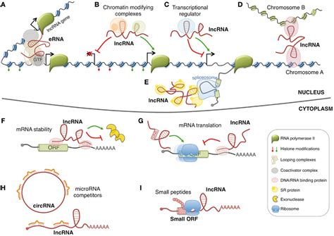 what is long non coding rna lncrna 香港城市大学