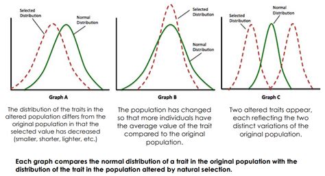 Types Of Selection Graphs