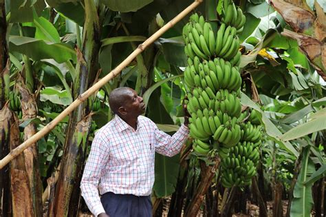 Kisii County Benchmarks On Banana Production And Value Addition