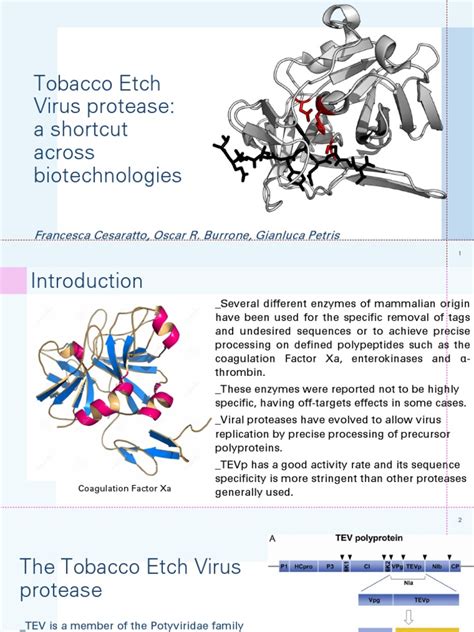 Tobacco Etch Virus Protease A Shortcut Across Biotechnologies Pdf