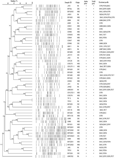 Dendrogram Of Pfge Cluster Analysis Pattern For Smal Digested