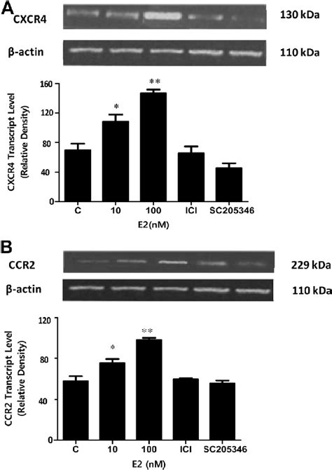 Effect Of E2 Treatment On Cxcr4 And Ccr2 Mrna Expression In Mscs Mrna