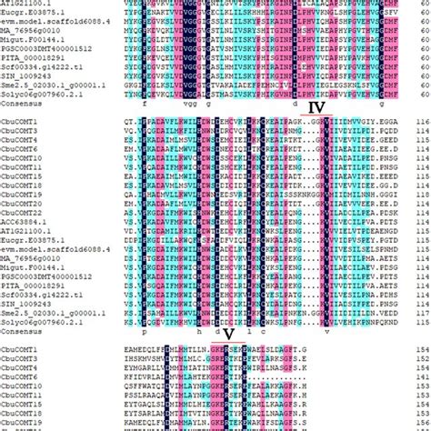 multiple sequence alignment of the conserved domains of the comt