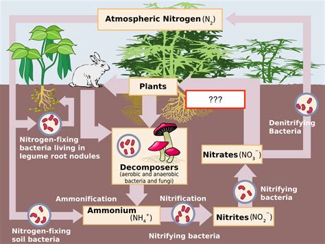 Nitrogen Cycle Diagram With Steps Explained Teachoo