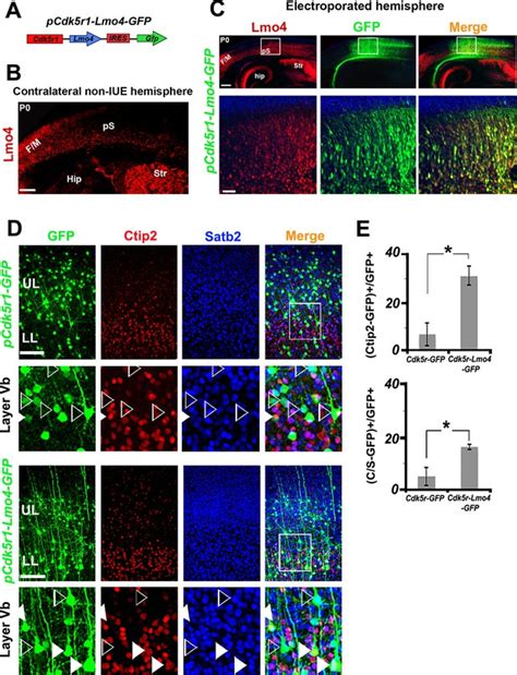 Figures And Data In Area Specific Development Of Distinct Projection