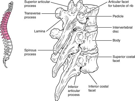 The Vertebral Column · Anatomy And Physiology