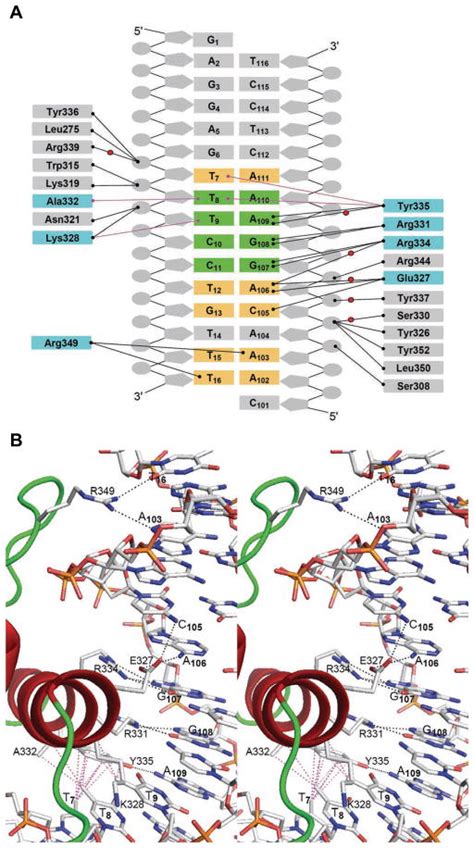Crystal Structure Of Mouse Elf3 C Terminal Dna Binding Domain In