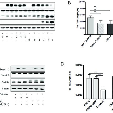 Inhibition Of Bmp9 Induced Phosphorylation Of Smad1 5 And Tube