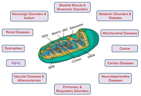 Mitochondria Function Location Mitochondria Diagram A