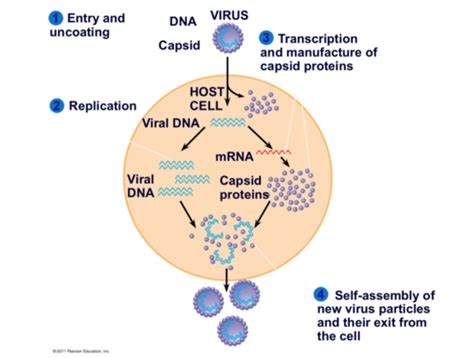 Lecture 5 Structure And Function Of Viruses Flashcards Quizlet