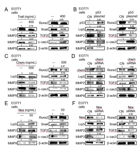 Expression Of Lrp5 Mmp2 Mmp3 Mmp9 Runx2 Snail Tgfβ And Cleaved