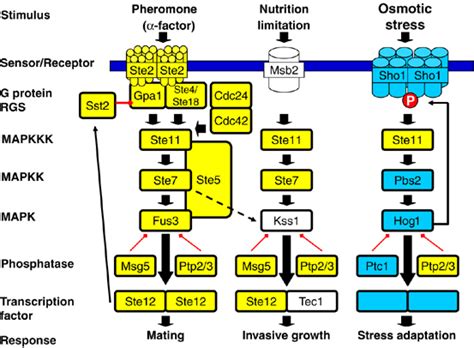 Three Mapk Pathways In S Cerevisiae Signaling Components Of The