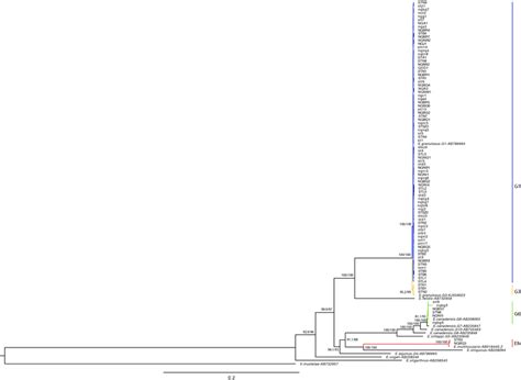Phylogenetic Tree Of Echinococcus Spp And Genotypes With A
