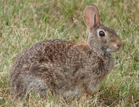 rosa rubicondior fundamentalists should have sex like rabbits