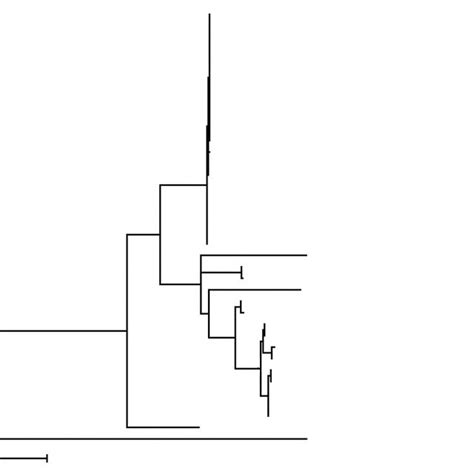 Phylogenetic Tree Of Echinococcus Spp Based On Sequences Of The A