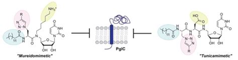2017 “targeting bacillosamine biosynthesis in bacterial