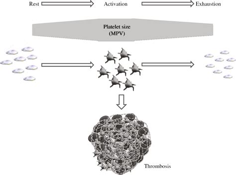 Mean Platelet Volume In Arterial And Venous Thrombotic Disorders