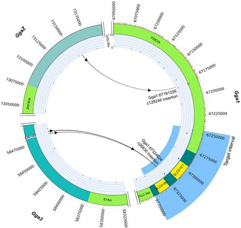 Circos Plot Illustrating Oocyan Mapping Target Interval Snps And