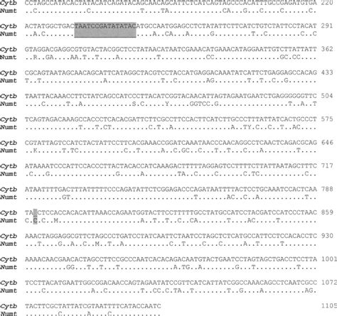 Sequence Alignment Of Cytochrome B Nuclear Mitochondrial Translocation